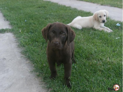 Labrador retriver