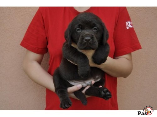 Labrador retriver