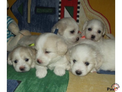 Coton de tulear - Tulearski pas