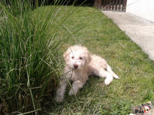 Lagotto romagnolo