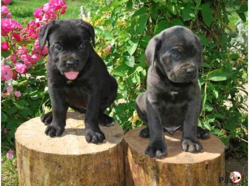 Cane Corso