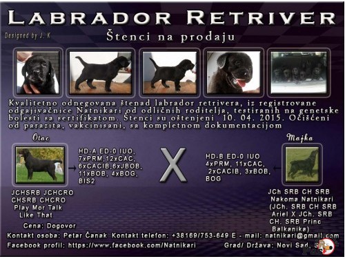 Labrador retriver