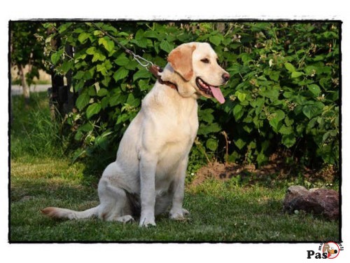 Labrador retriver