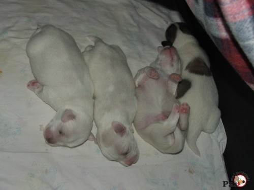 Coton de tulear - Tulearski pas