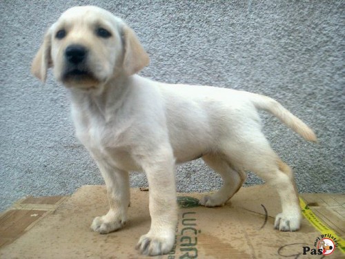 Labrador retriver