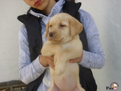 Labrador retriver