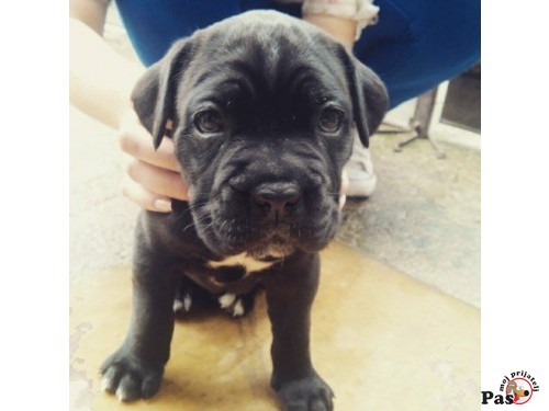 Cane Corso