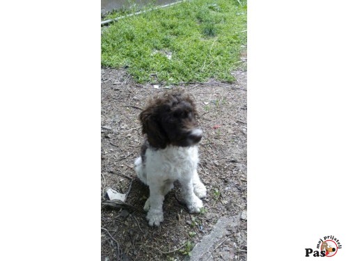 Lagotto romagnolo