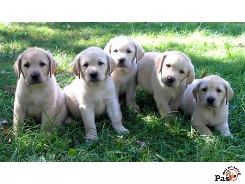 Labrador retriver