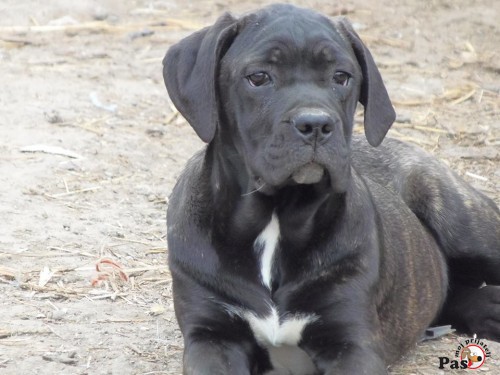 Cane Corso