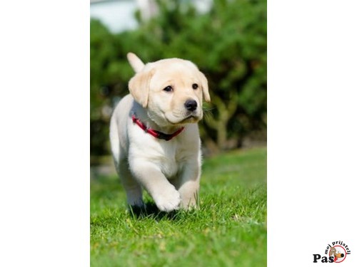 Labrador retriver