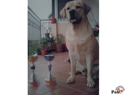 Labrador retriver