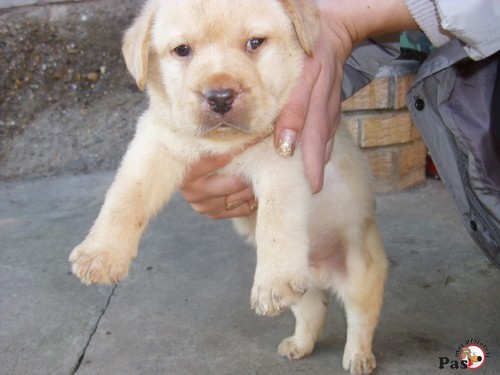 Labrador retriver