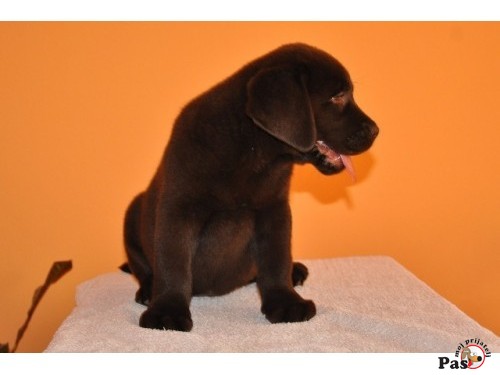 Labrador retriver