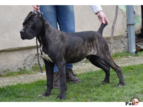 Cane Corso