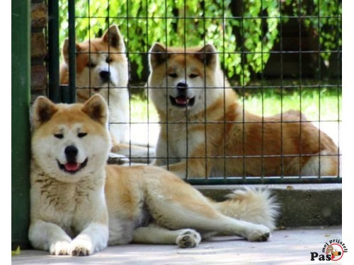 Akita Inu