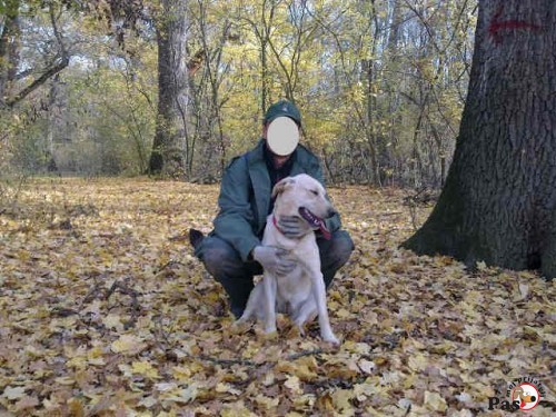 Labrador retriver