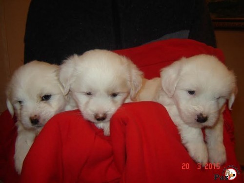 Coton de tulear - Tulearski pas