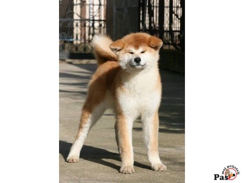 Akita Inu