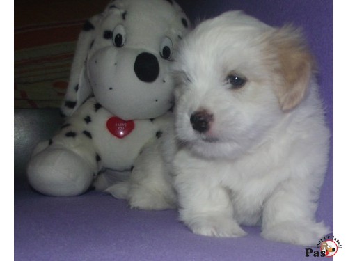 Coton de tulear - Tulearski pas