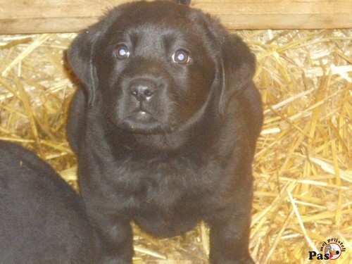 Labrador retriver