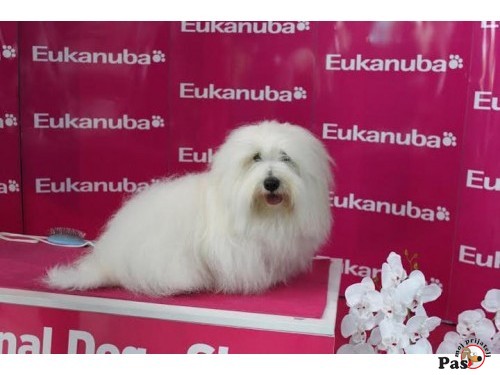 Coton de tulear - Tulearski pas