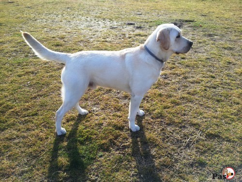 Labrador retriver