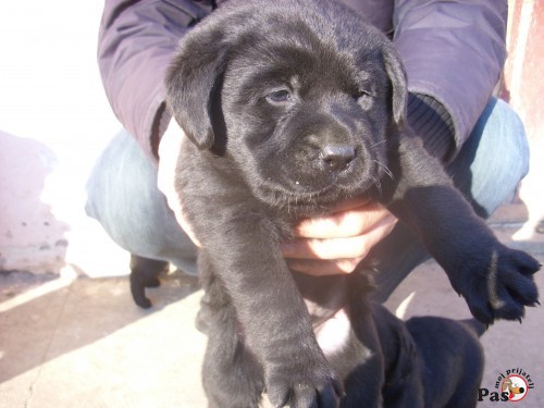 Labrador retriver