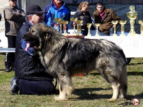 Šarplaninac