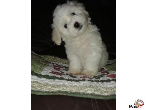 Coton de tulear - Tulearski pas