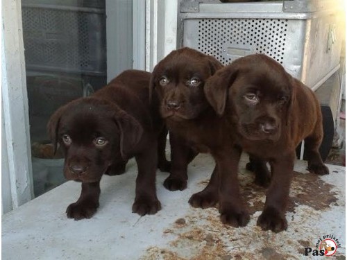 Labrador retriver