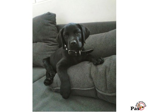 Labrador retriver