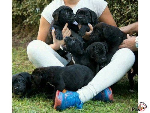 Cane Corso