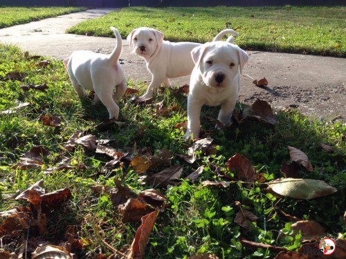 Dogo argentino