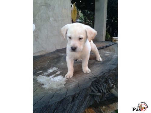 Labrador retriver