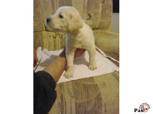 Labrador retriver