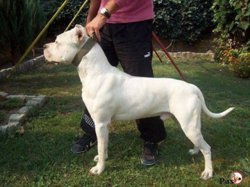 Dogo argentino