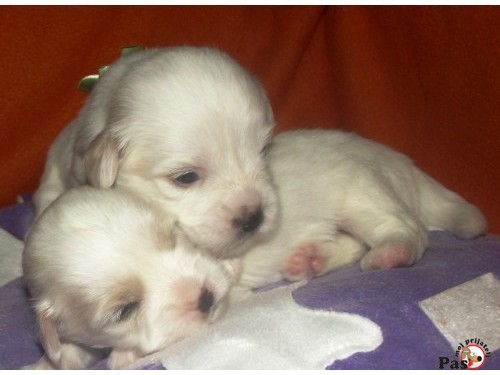 Coton de tulear - Tulearski pas