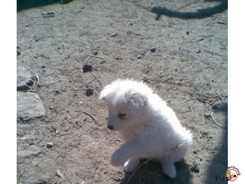 Samojed