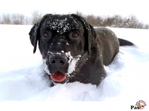 Labrador retriver