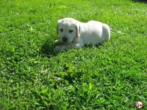 Labrador retriver