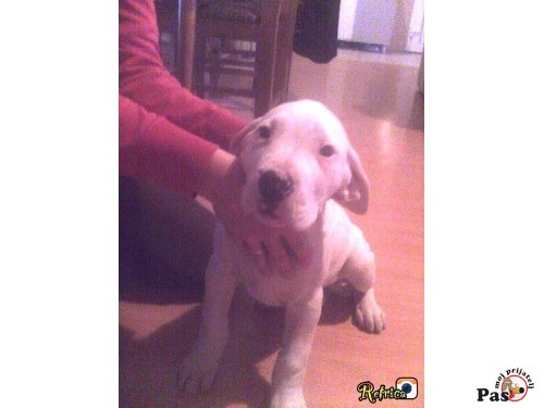 Dogo argentino