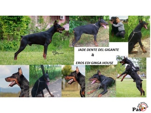 Doberman