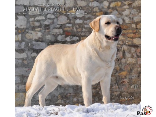 Labrador retriver