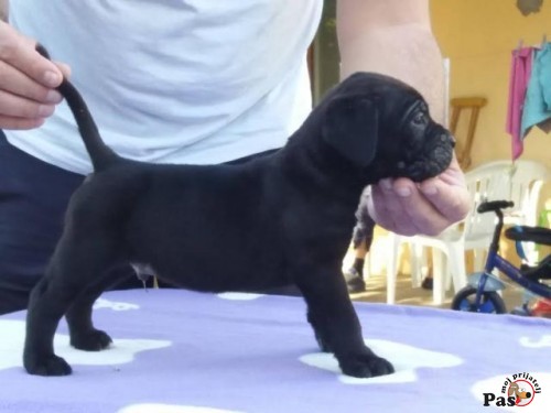 Cane Corso