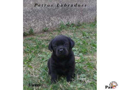 Labrador retriver