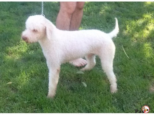 Lagotto romagnolo