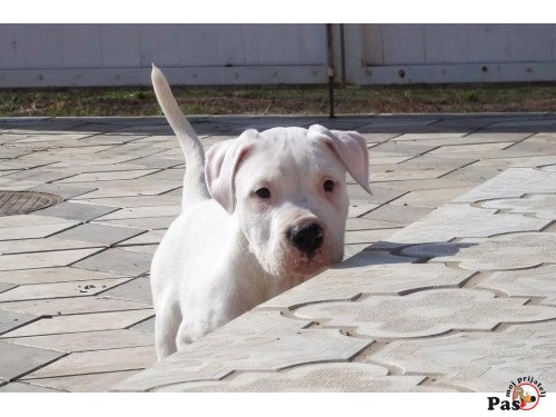 Dogo argentino