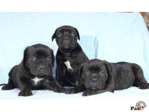 Cane Corso