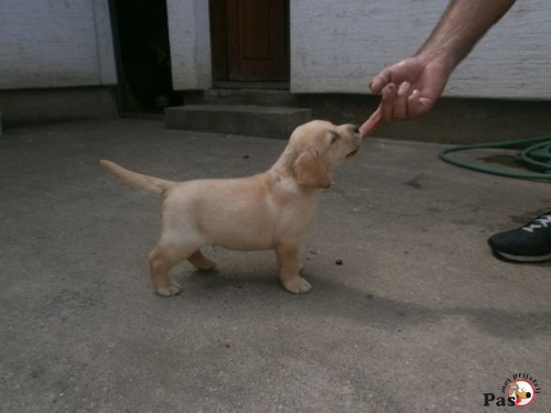 Labrador retriver